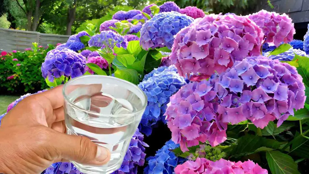 How to change the color of your beautiful hydrangeas: tap water is ...