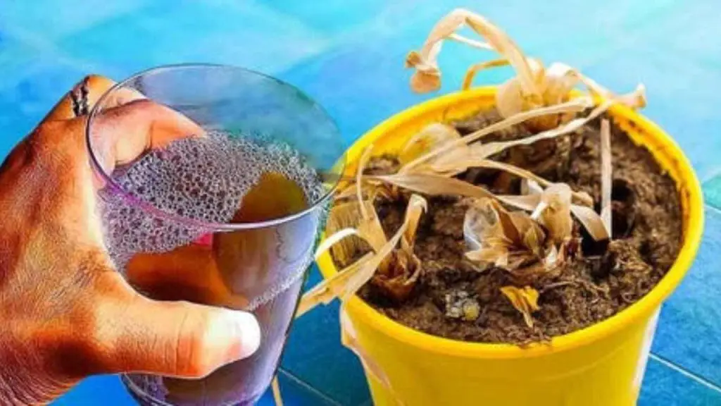 Dead Plant Don T Throw It Away The Gardeners Move To Bring It Back