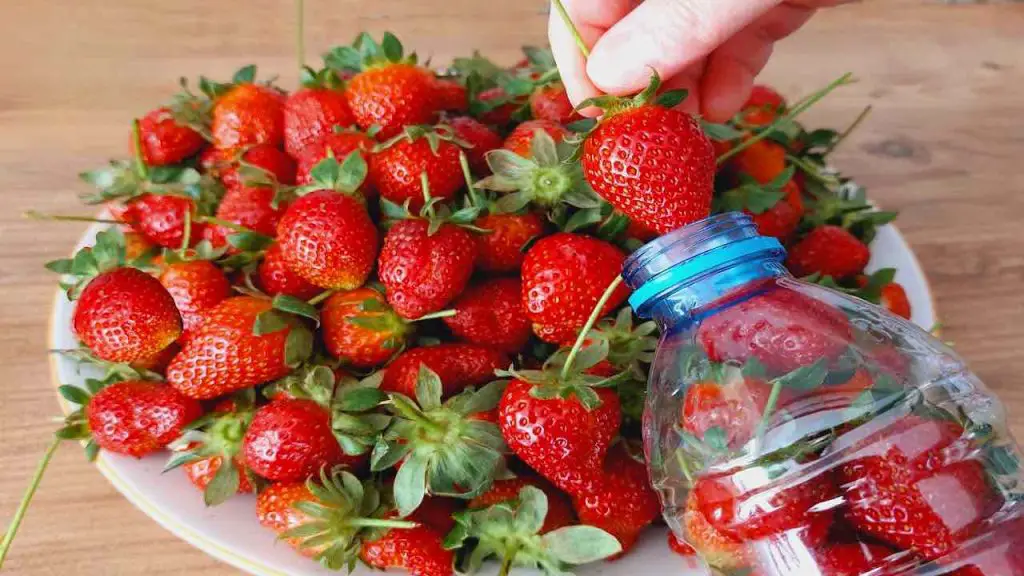 Only in this way will you preserve strawberries for a whole year: they ...