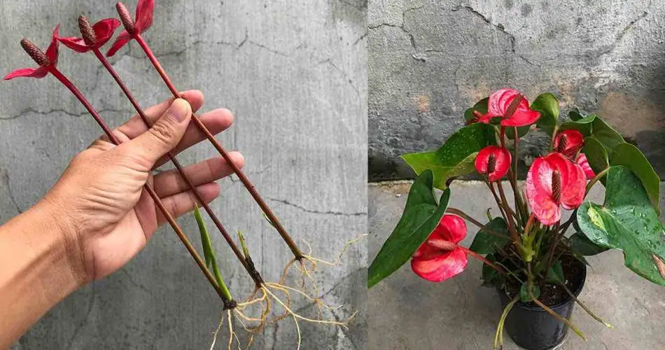 Anthurium, how to multiply it quickly with flower branches: nurserymen ...